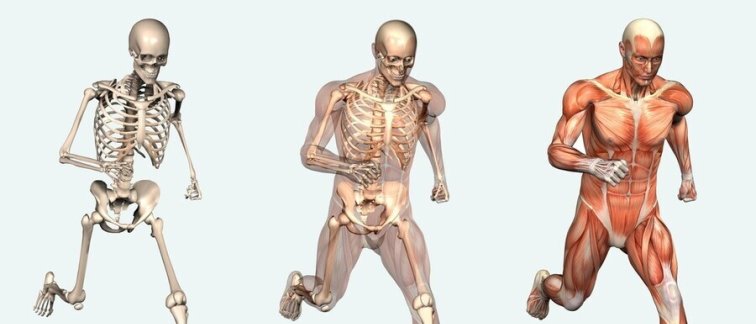 AMS Musculoskeletal Health Research programme